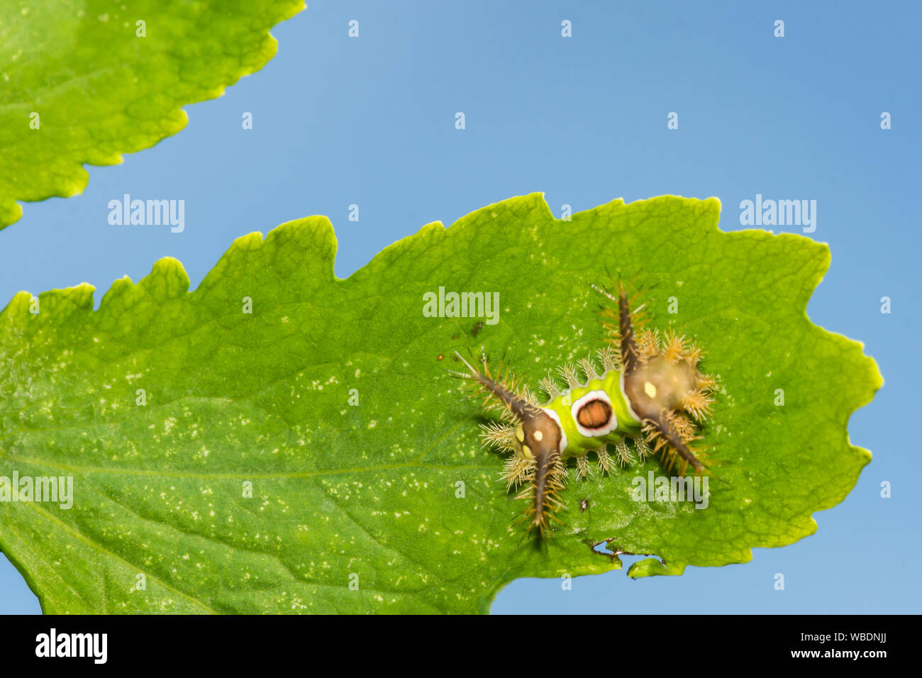 Saddleback Caterpillar (Acharia stimulea Stock Photo - Alamy