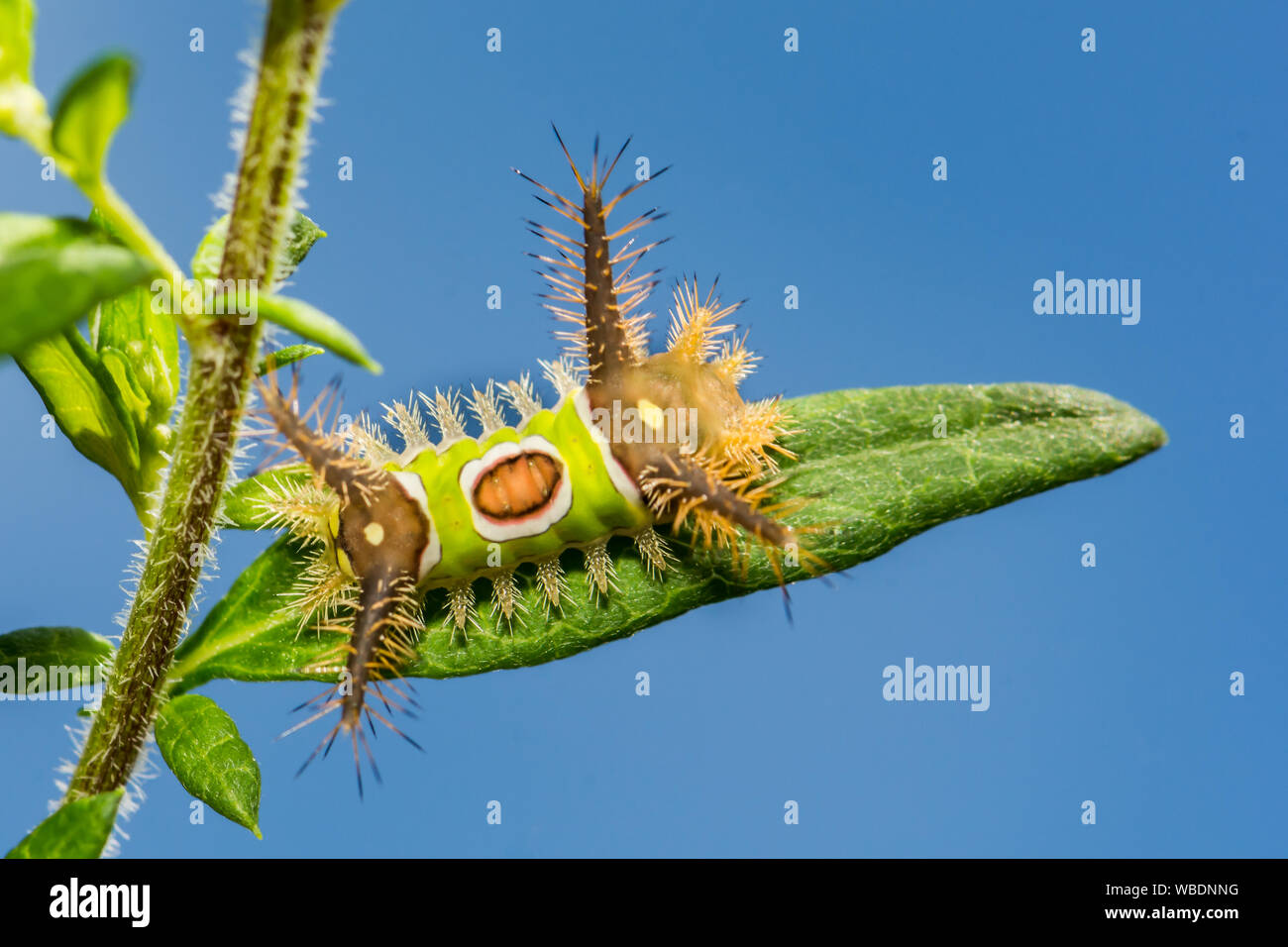 Saddleback Caterpillar (Acharia stimulea Stock Photo - Alamy