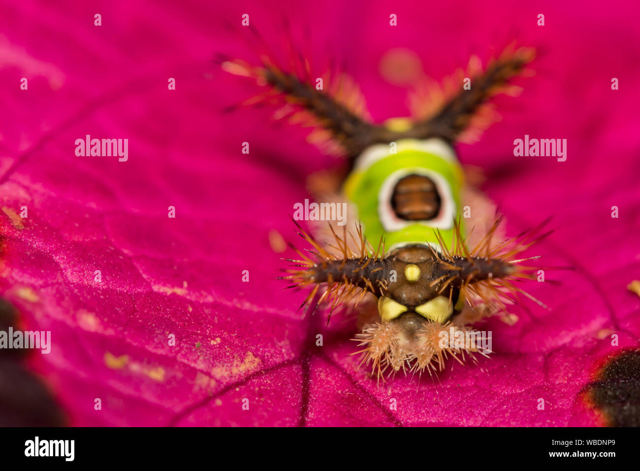 Saddleback Caterpillar (Acharia stimulea Stock Photo - Alamy