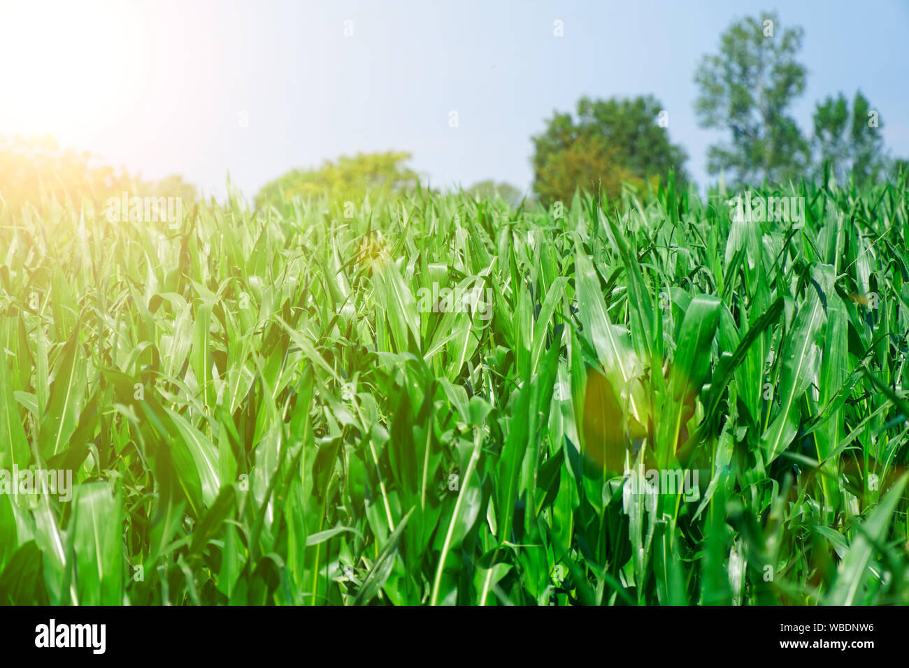 Corn grown in farmland, green cornfield, field of harvest Stock Photo ...
