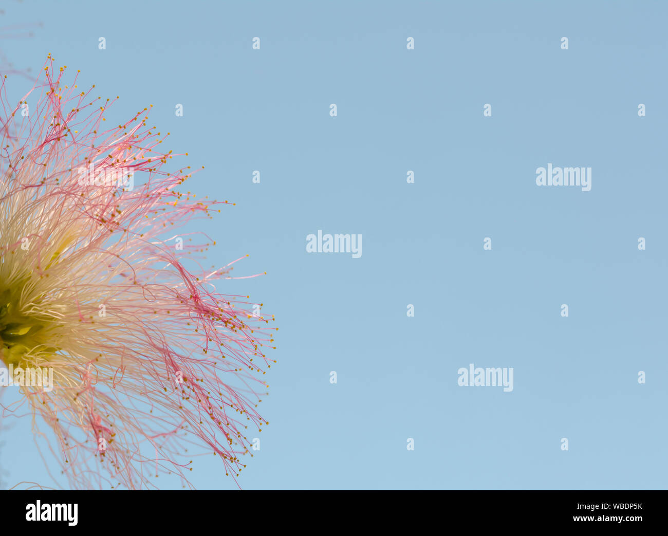 Colorfull mimosa flower. Mimosa pudica. Sensitive plant on blue sky ...