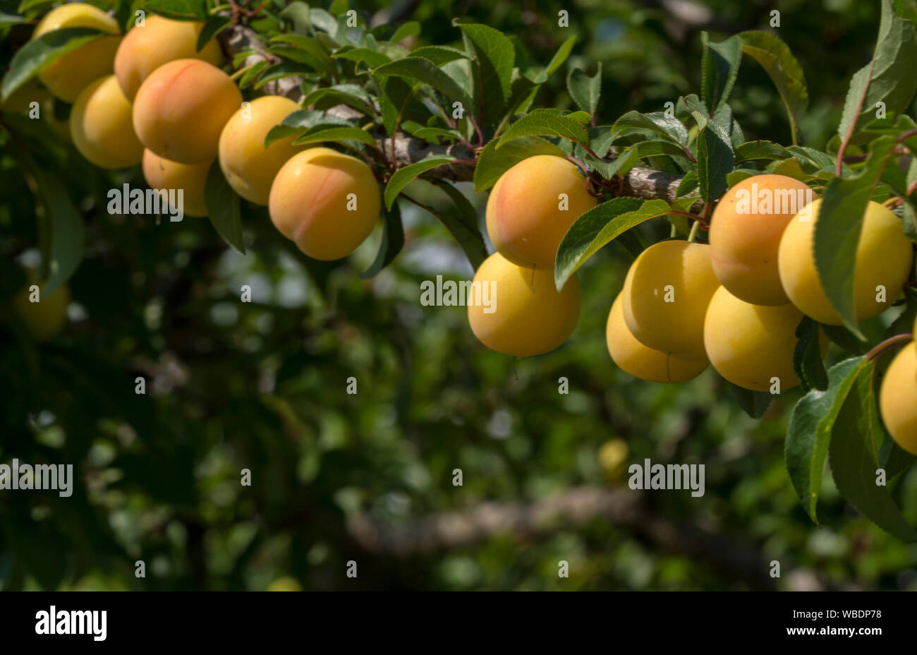 Mirabelle plum, yellow and red mirabelle plums, isolated on plum tree ...