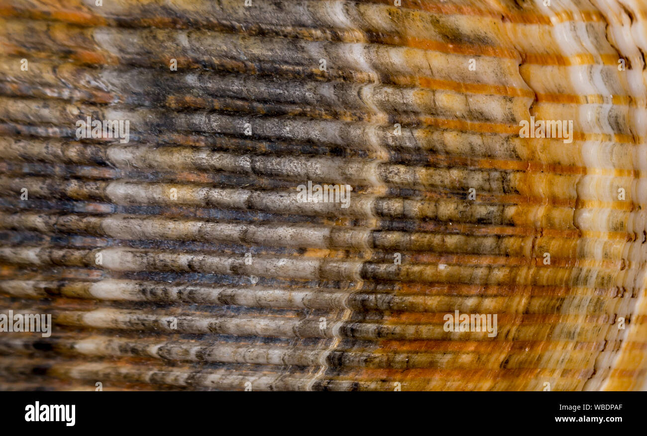 Drawing of clam shell hi-res stock photography and images - Alamy