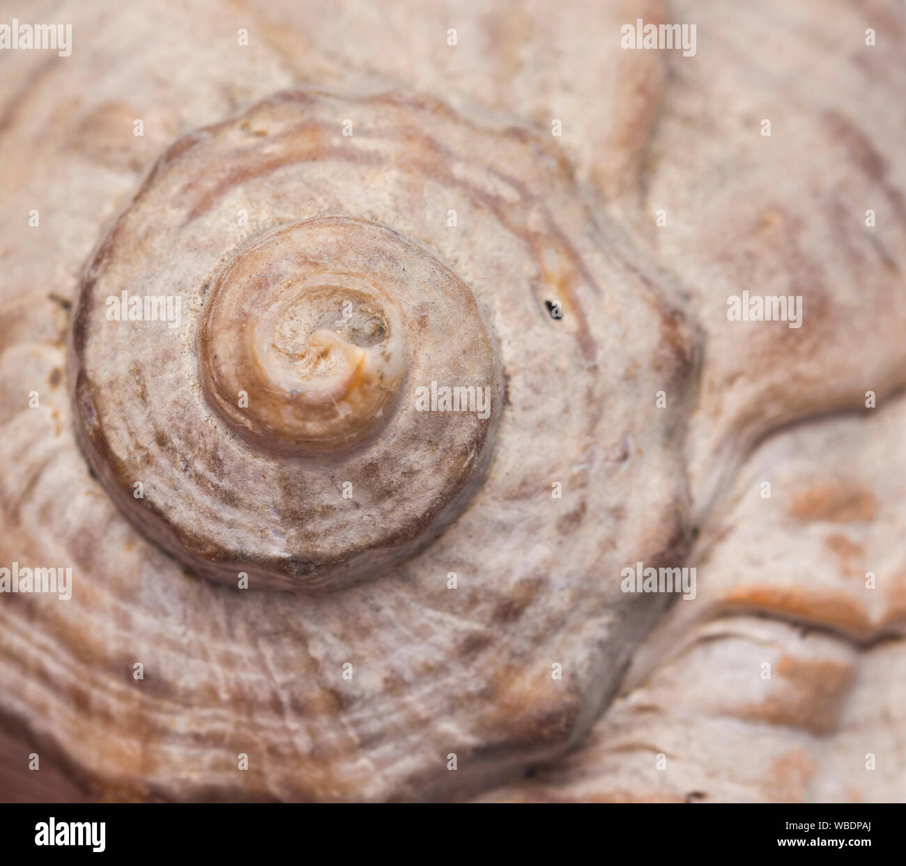 Conch shell drawing sketch hi-res stock photography and images - Alamy