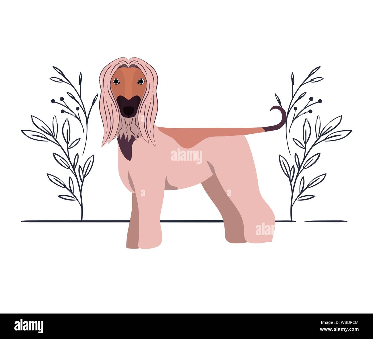 cute galgo afgano dog on white background Stock Vector Image & Art - Alamy