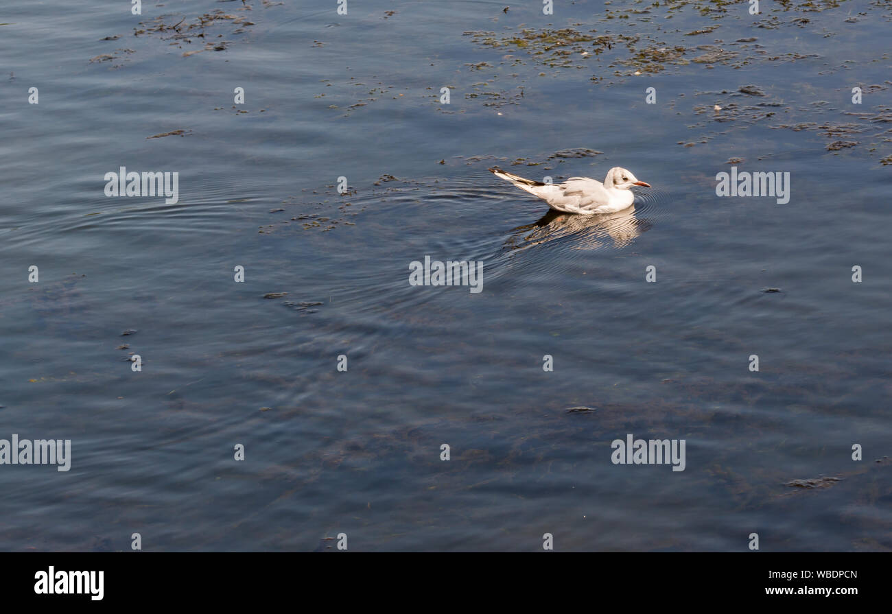 Seagull swimming in lake or river under sunlight Stock Photo - Alamy
