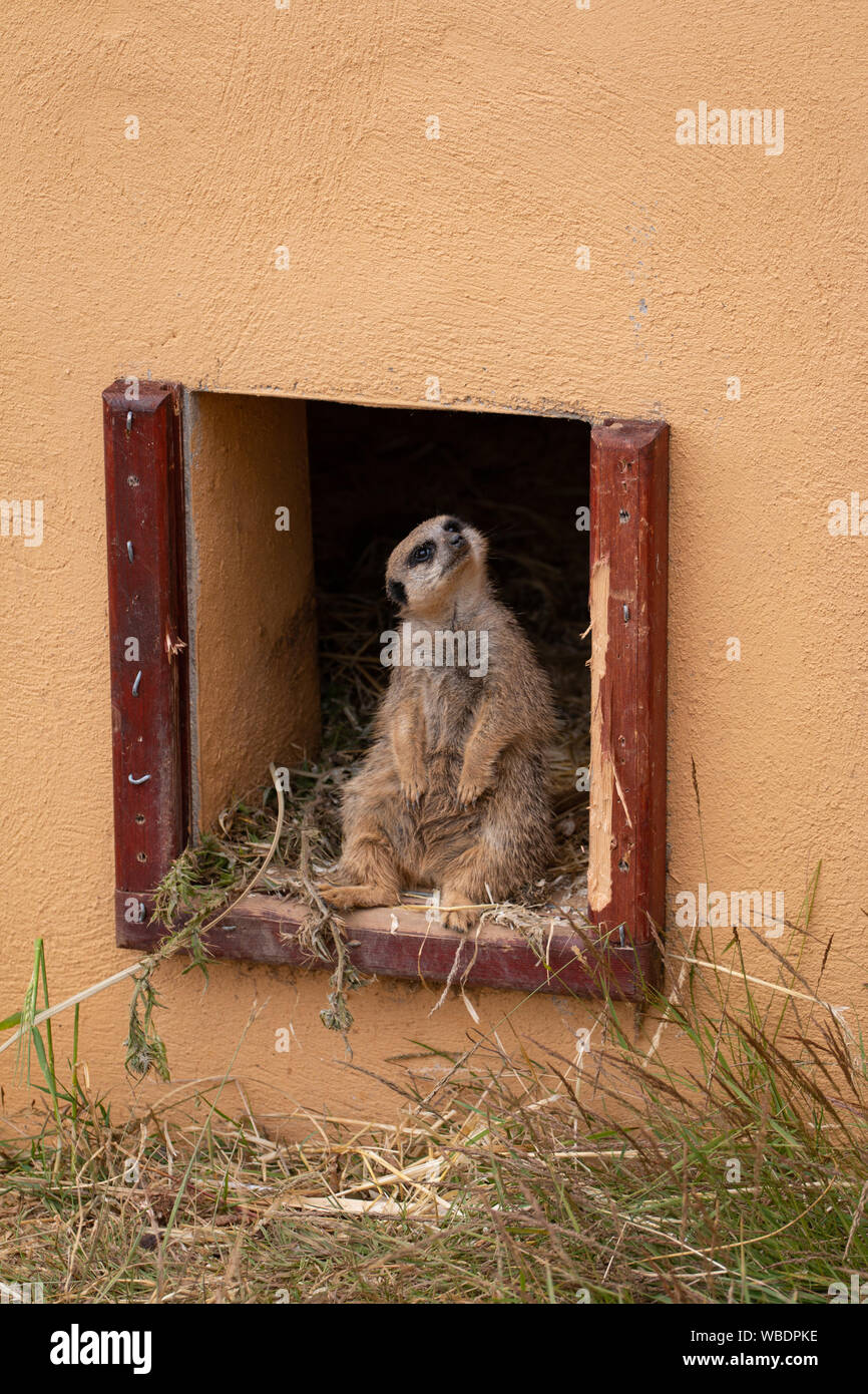 Askham bryan wildlife and conservation park hi-res stock photography ...