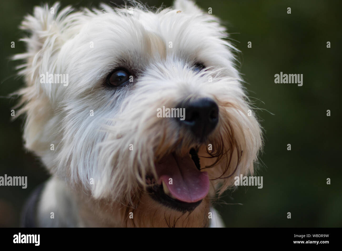 happy white westy Stock Photo - Alamy