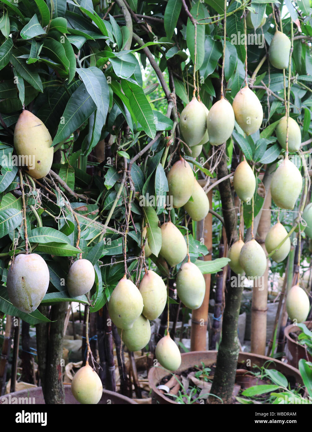 Lots Of Mango Fruit On Mango Tree Stock Photo - Alamy