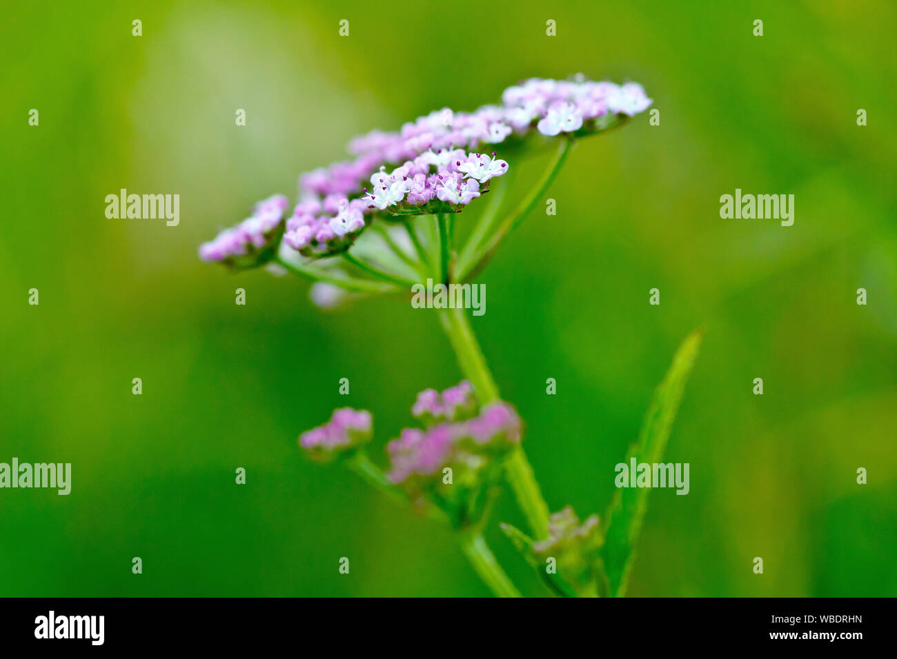 Upright Hedge-parsley (torilis japonica), close up of the flat flower ...