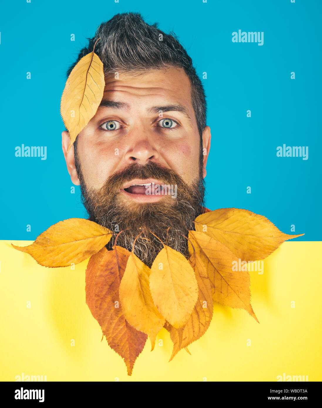 man with autumn leaves in beard on sad face Stock Photo - Alamy