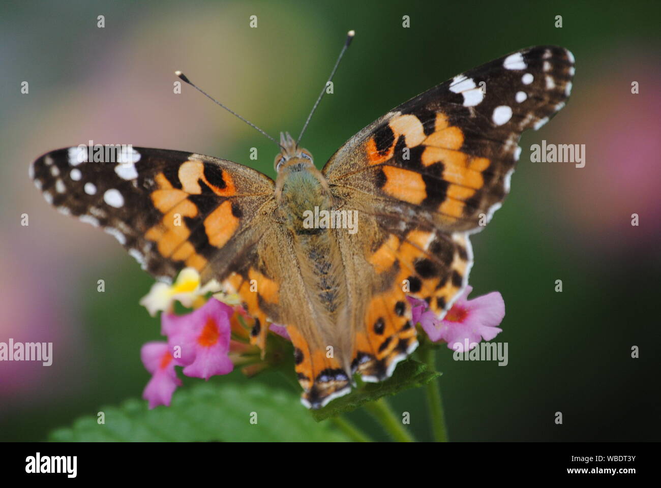 Painted Lady Butterfly Stock Photo - Alamy
