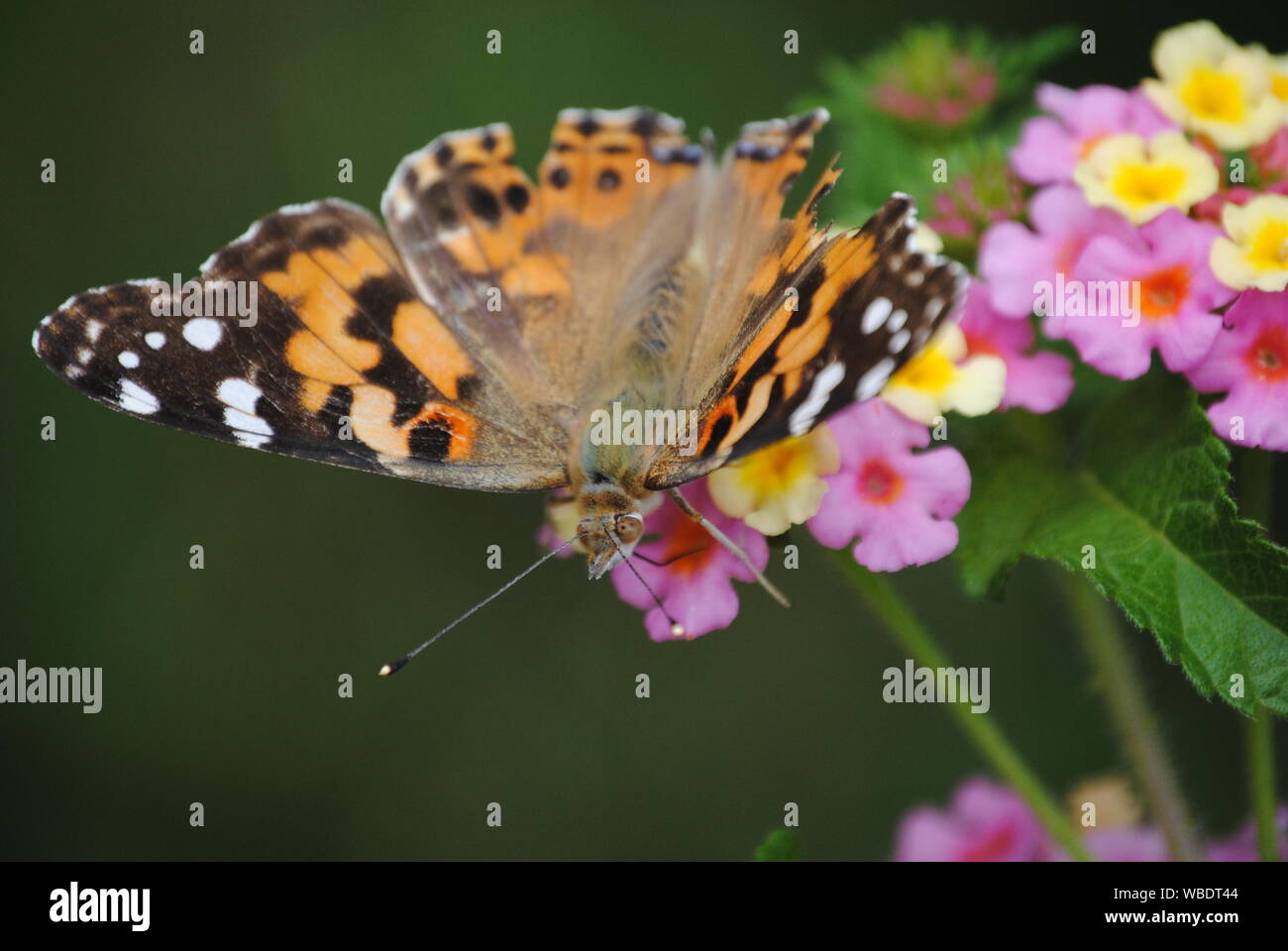 Painted Lady Butterfly Stock Photo - Alamy