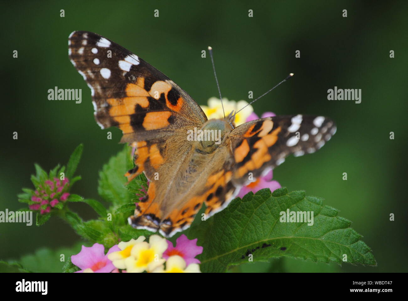 Painted Lady Butterfly Stock Photo - Alamy