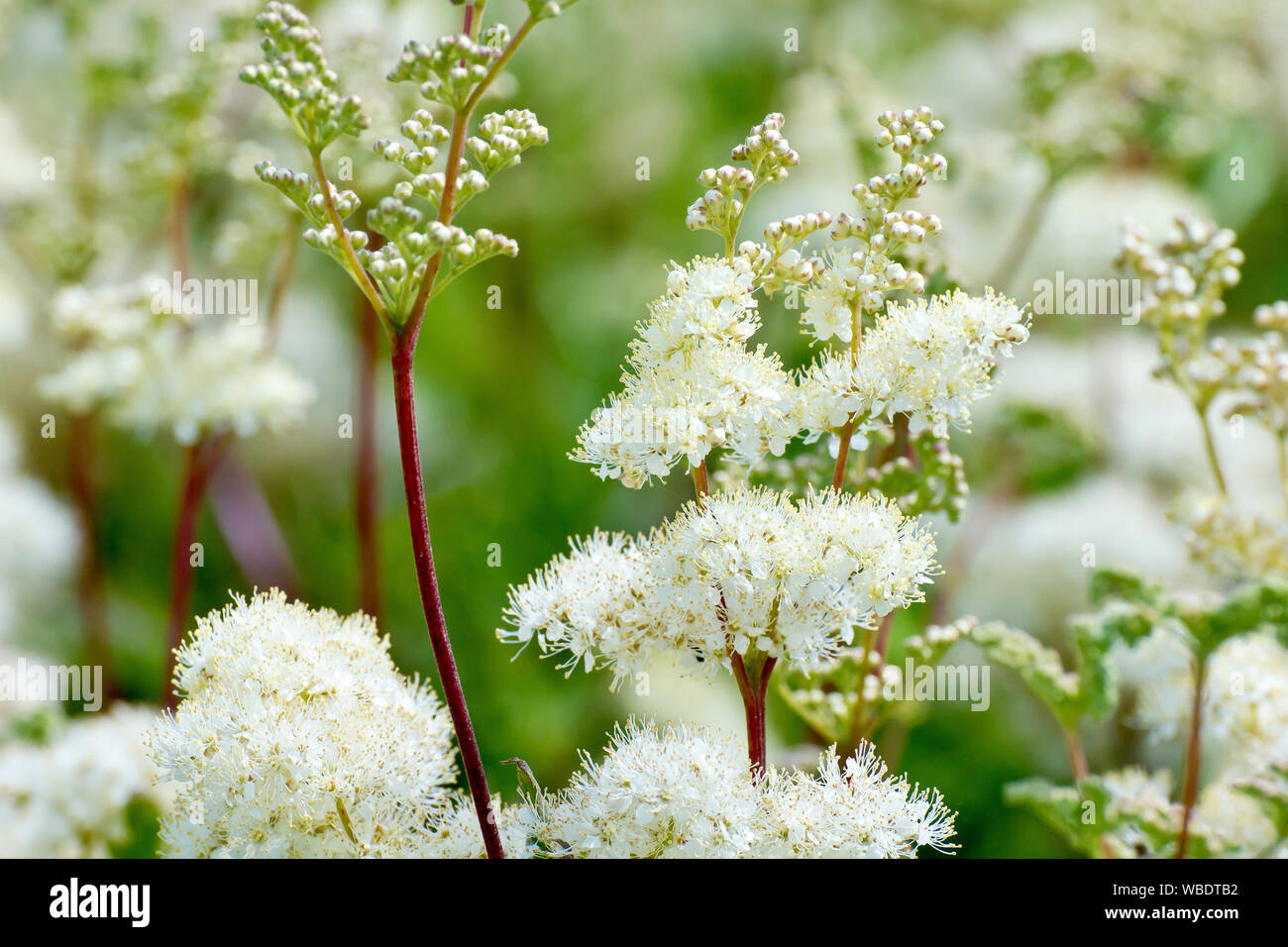 Meadowsweet (filipendula ulmaria), close up showing a plant in flower ...