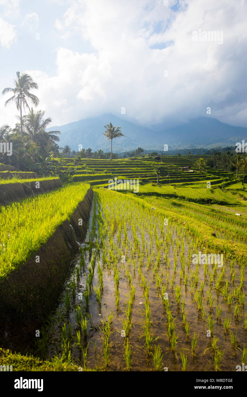Balinese agriculture hi-res stock photography and images - Alamy