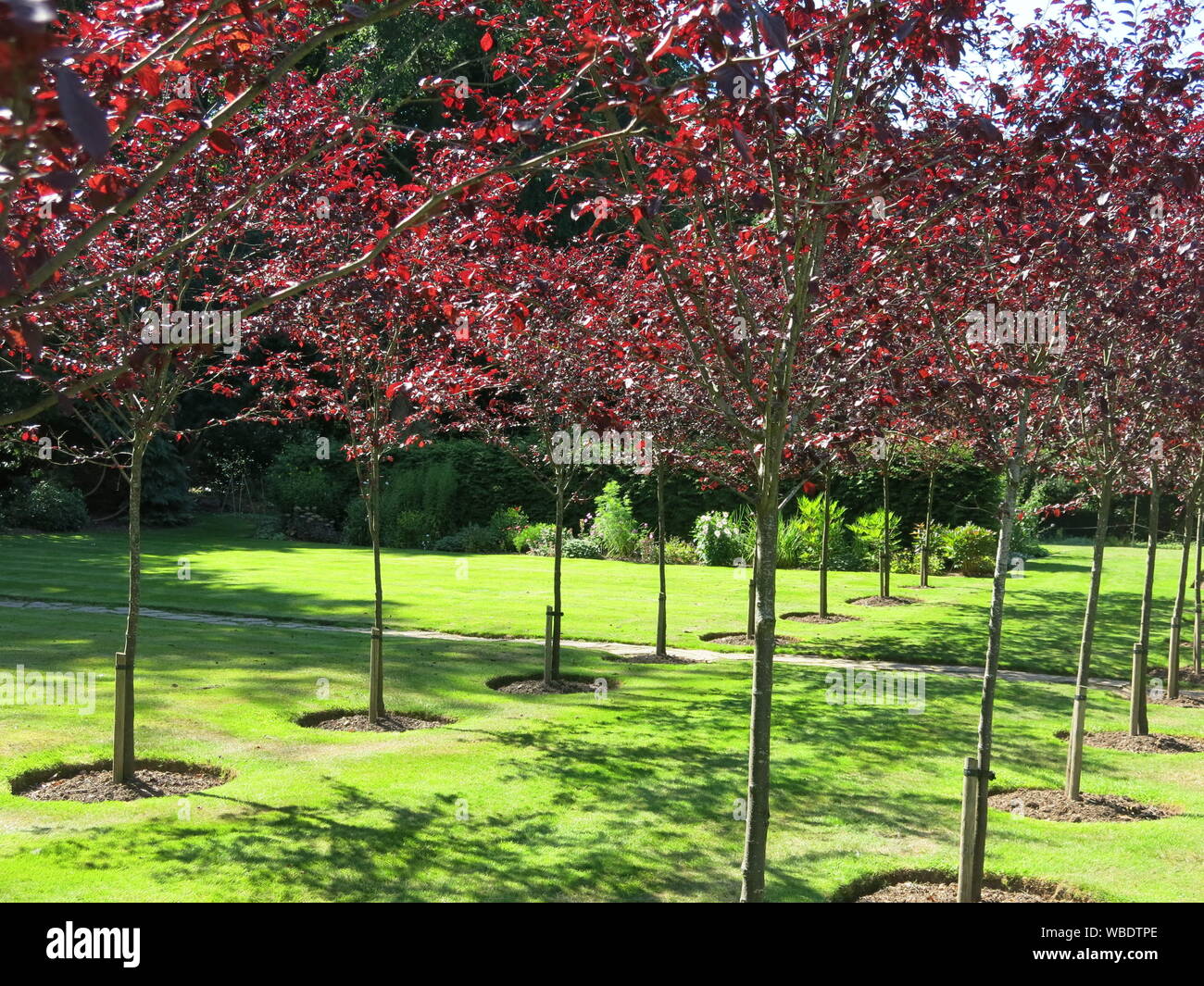 The avenue of recently planted purple plum trees at Nuffield Place, the ...