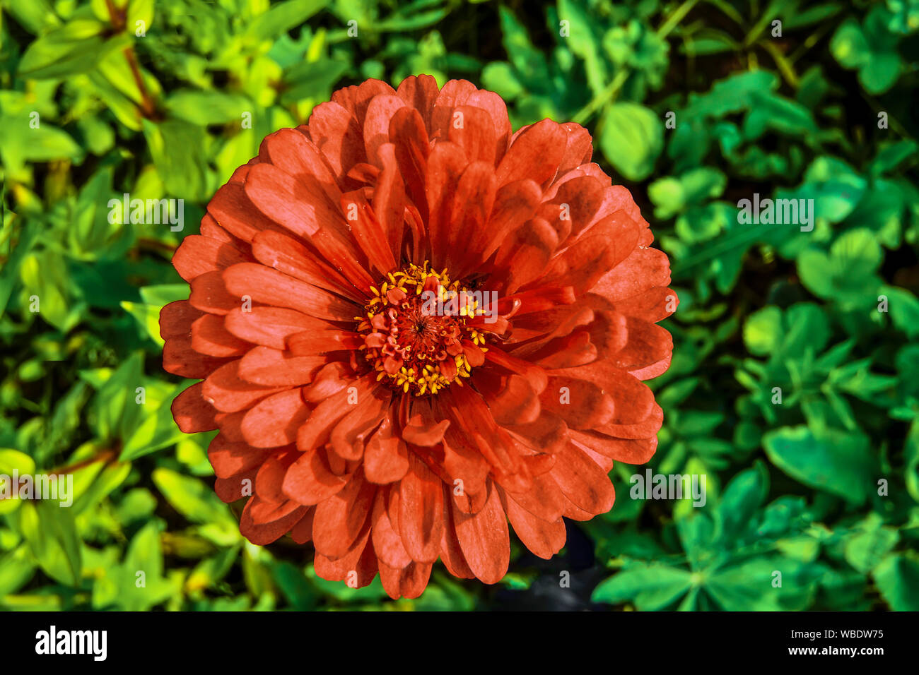 Zinnia Elegans Leaves