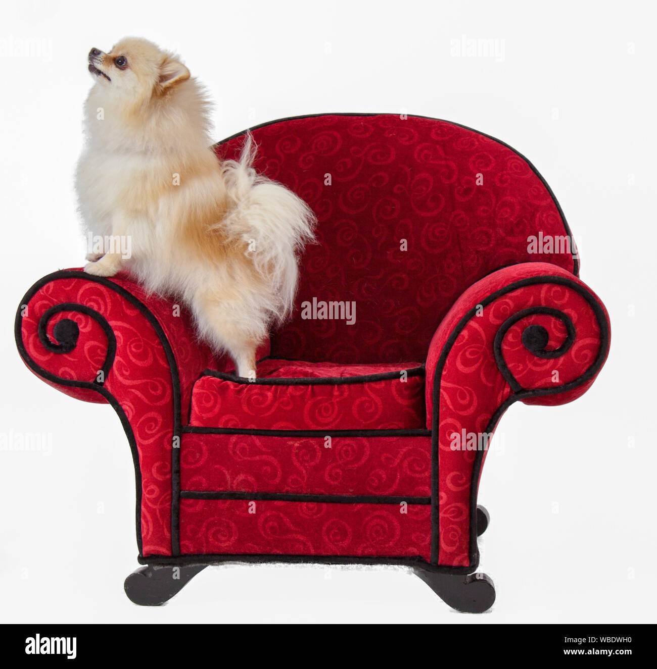 Dog arm chair hi-res stock photography and images - Alamy
