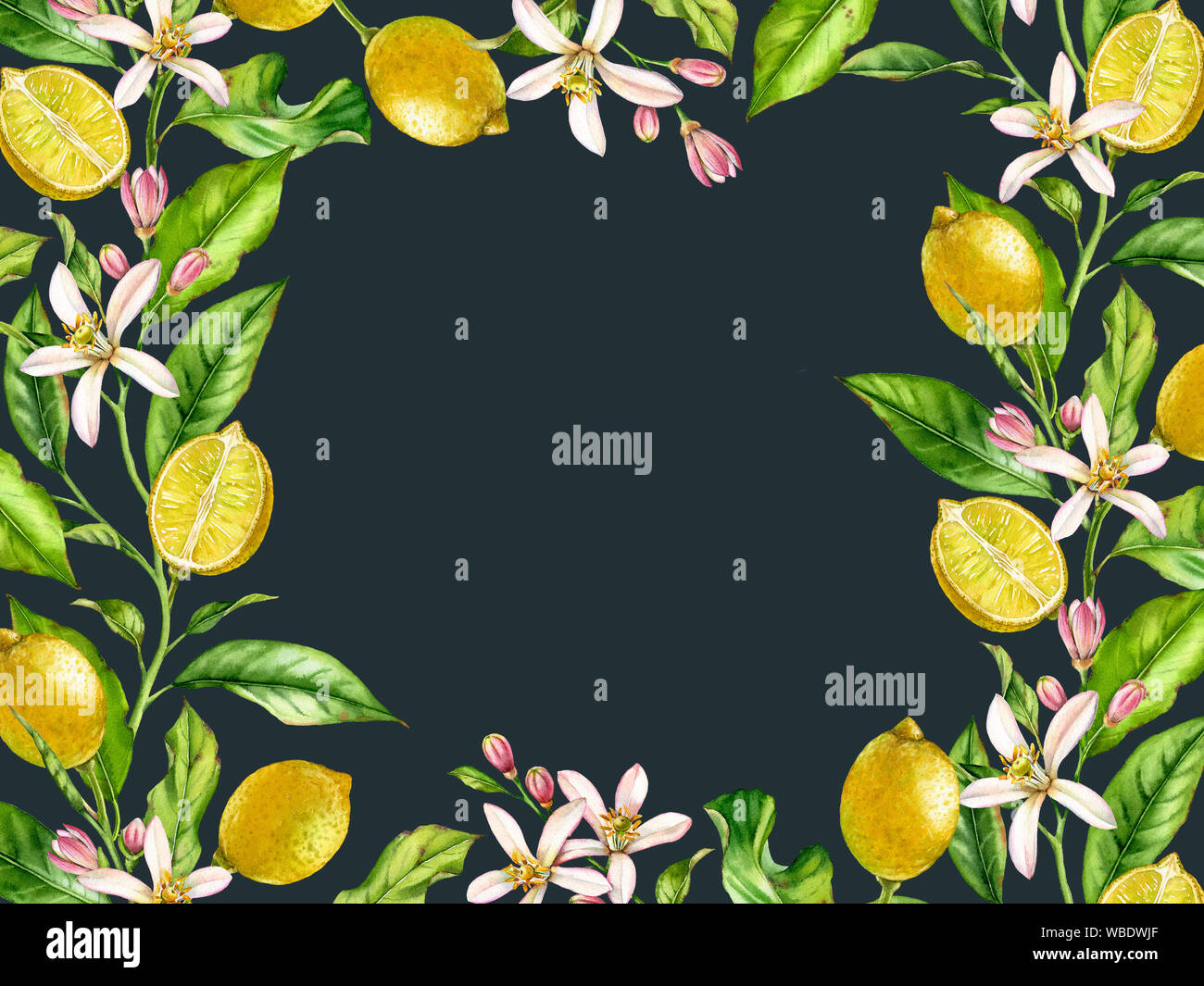 Lemon tree flowers hi-res stock photography and images - Alamy