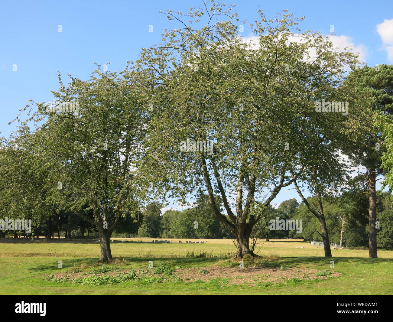A typical view of the English countryside on a summer's day with blue ...
