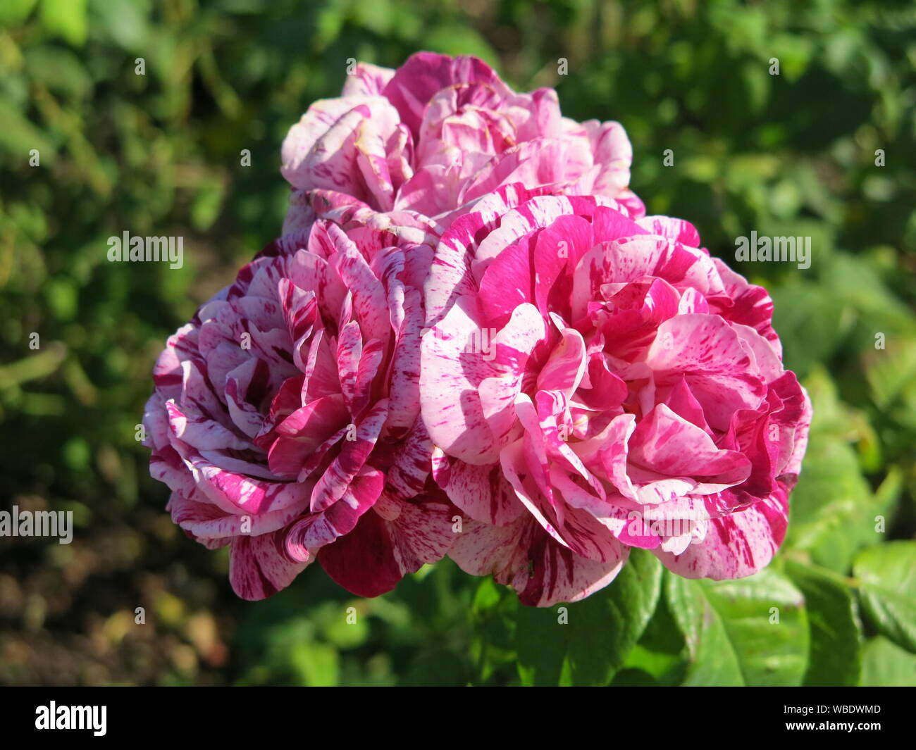 Rose ferdinand hi-res stock photography and images - Alamy