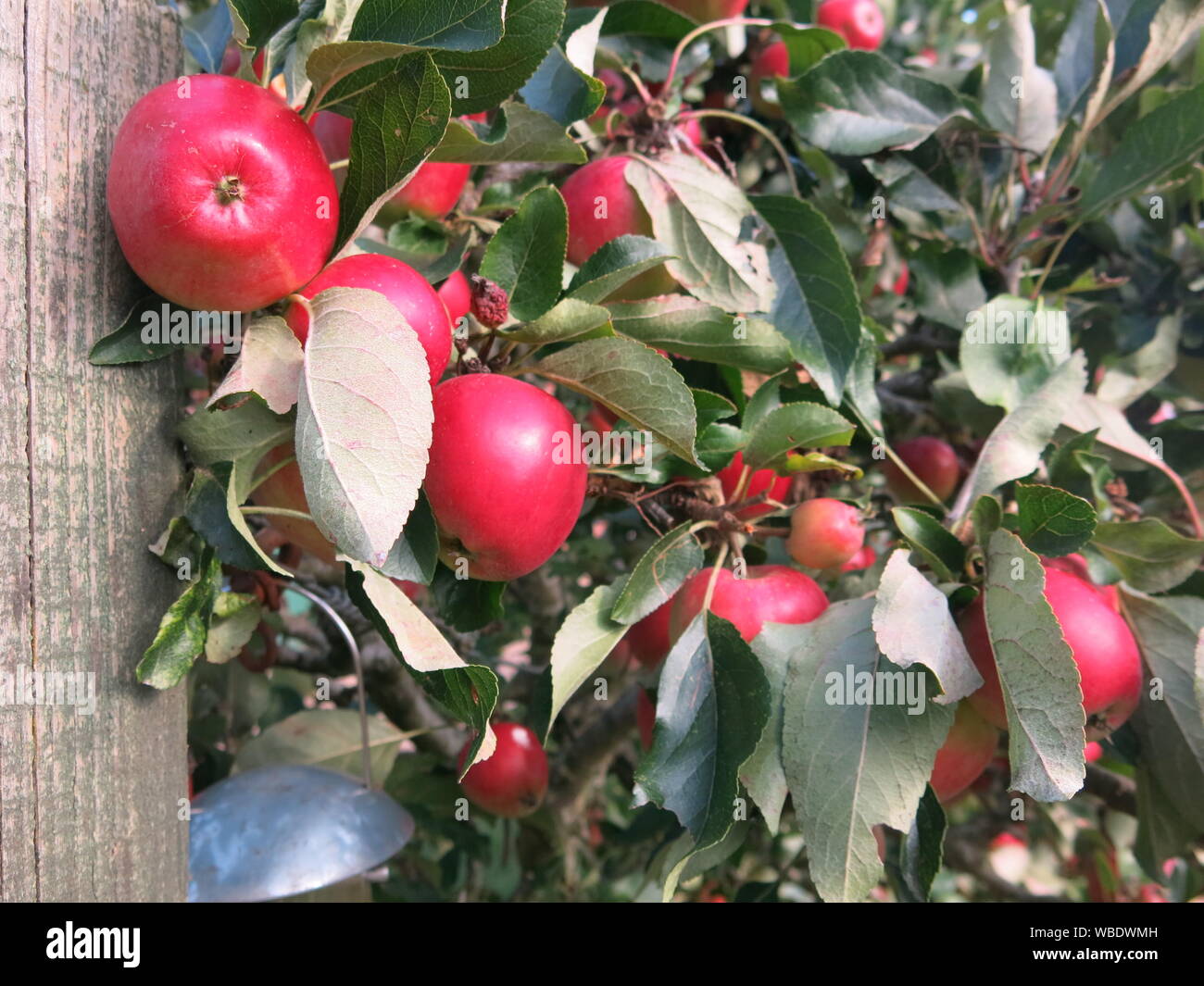 A crop of bright red apples, of the variety Malus 'Katy', are ready for ...