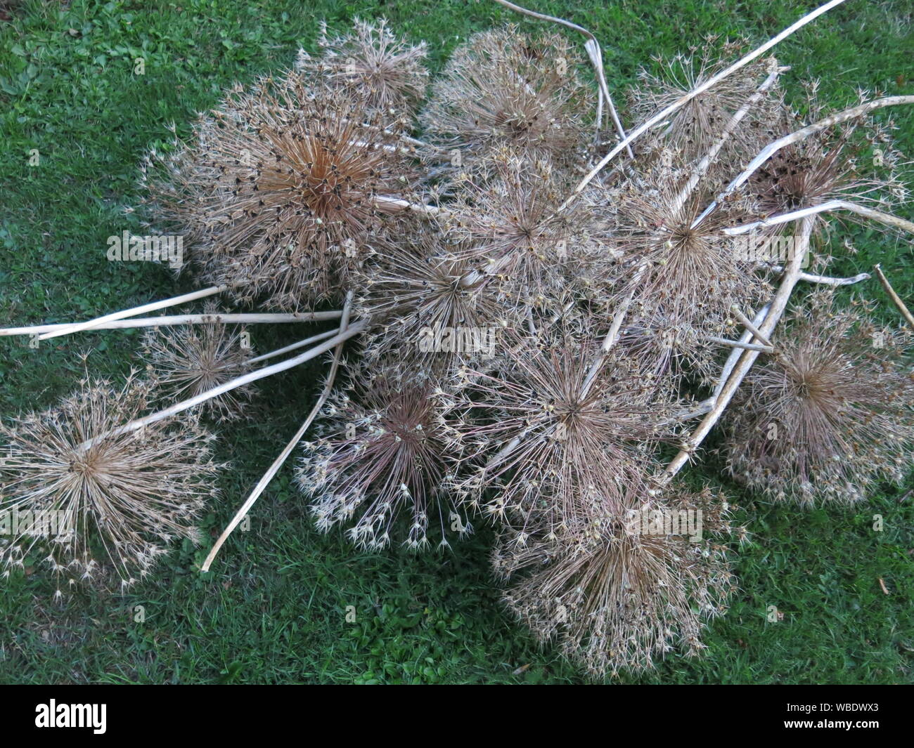 Allium Seed Heads High Resolution Stock Photography and Images - Alamy