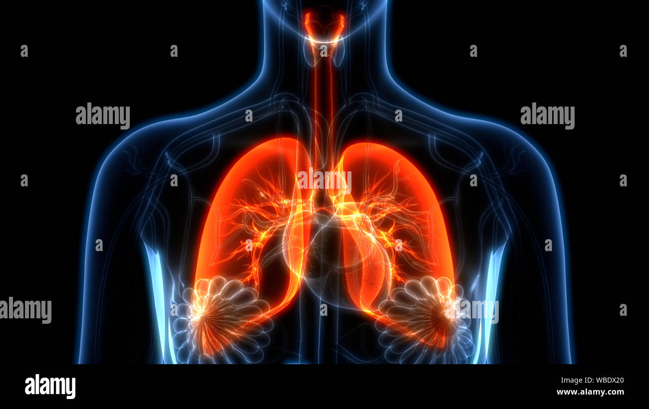Female Internal Organs Respiratory System Lungs Anatomy Stock Photo - Alamy
