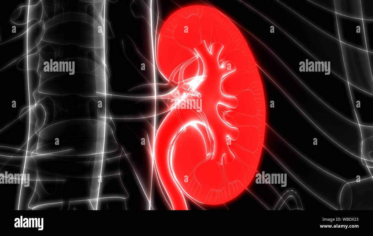 Human Urinary System Kidneys Anatomy Stock Photo - Alamy
