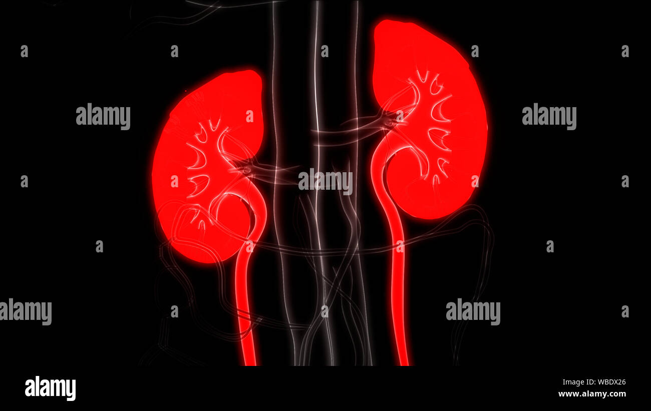 Human Urinary System Kidneys Anatomy Stock Photo - Alamy