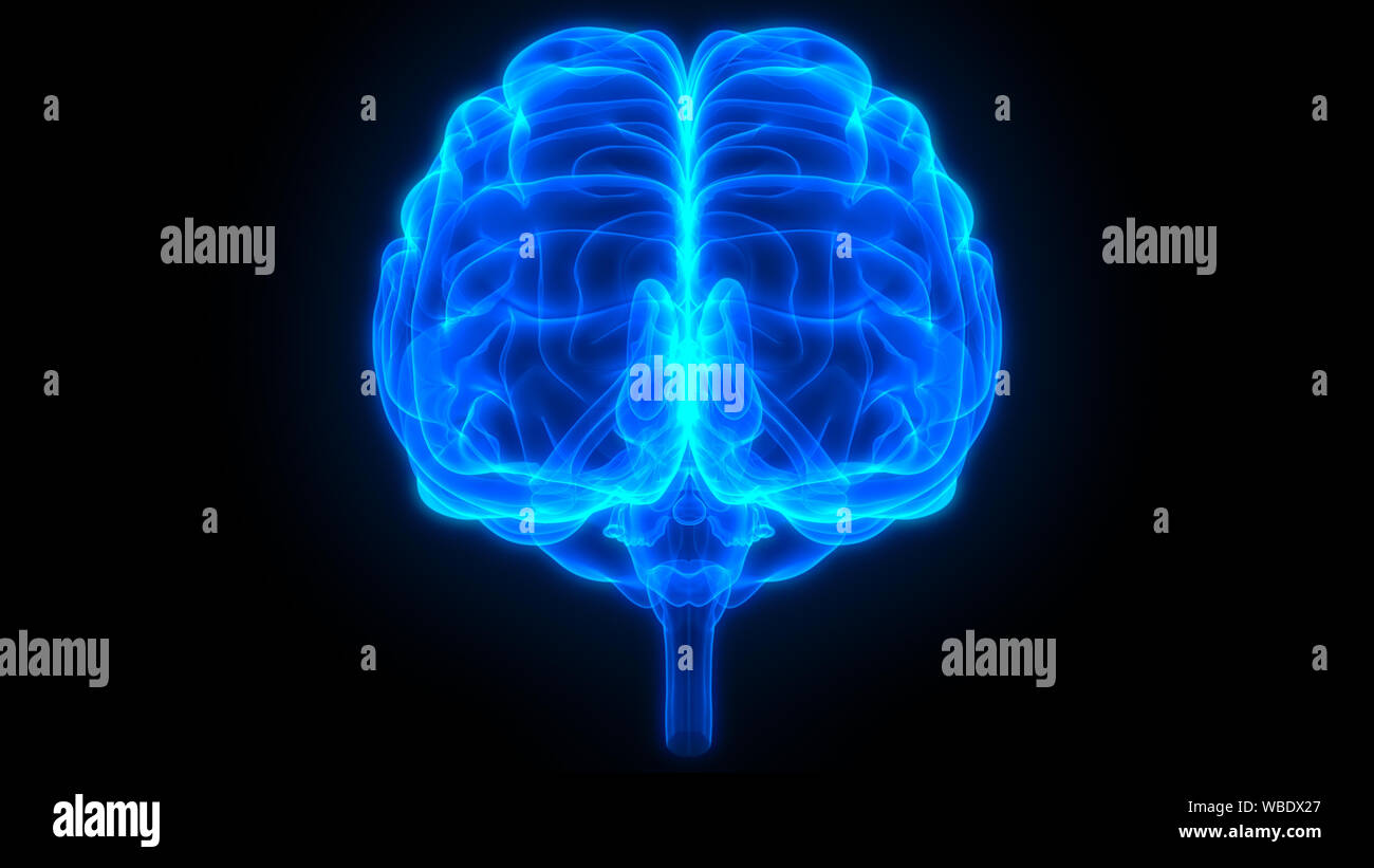 Central Organs of Human Nervous System Brain Anatomy Stock Photo - Alamy
