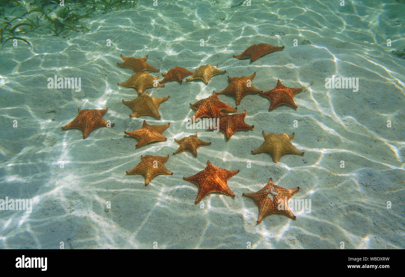 Oreaster reticulatus sea star hi-res stock photography and images - Alamy