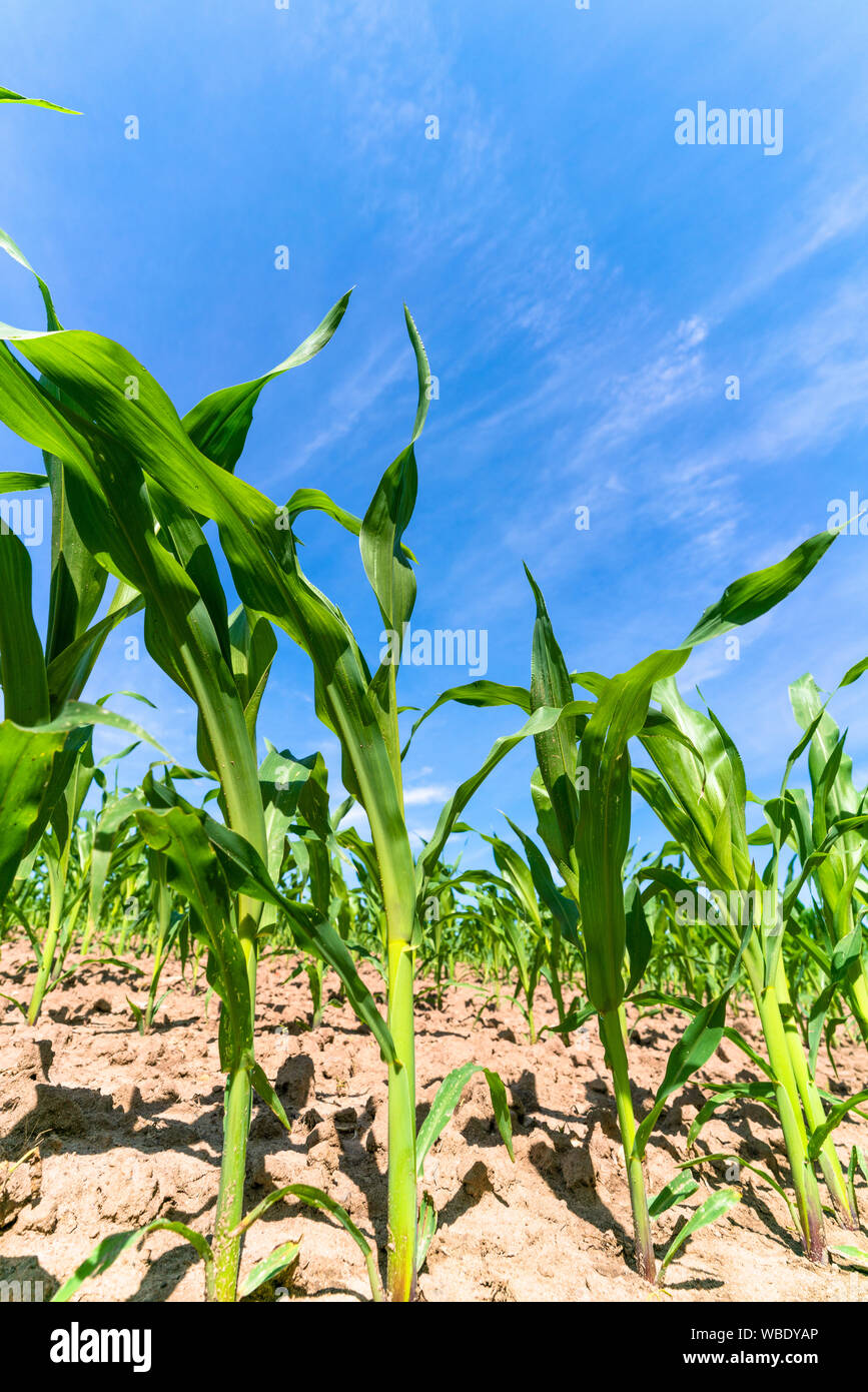 Agricultural field with corn seedlings Stock Photo - Alamy