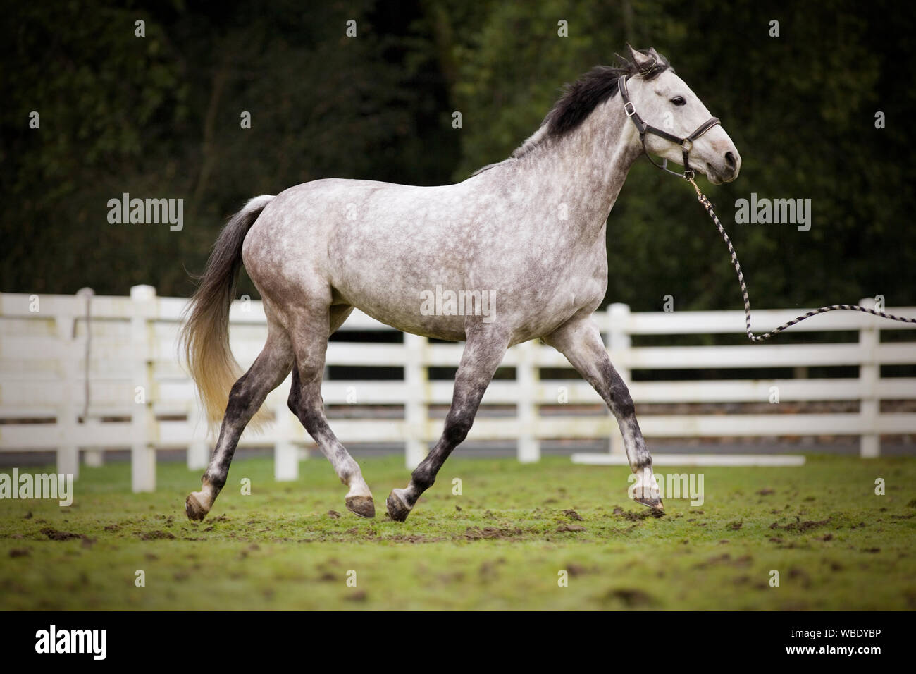 Grey horse galloping hi-res stock photography and images - Alamy