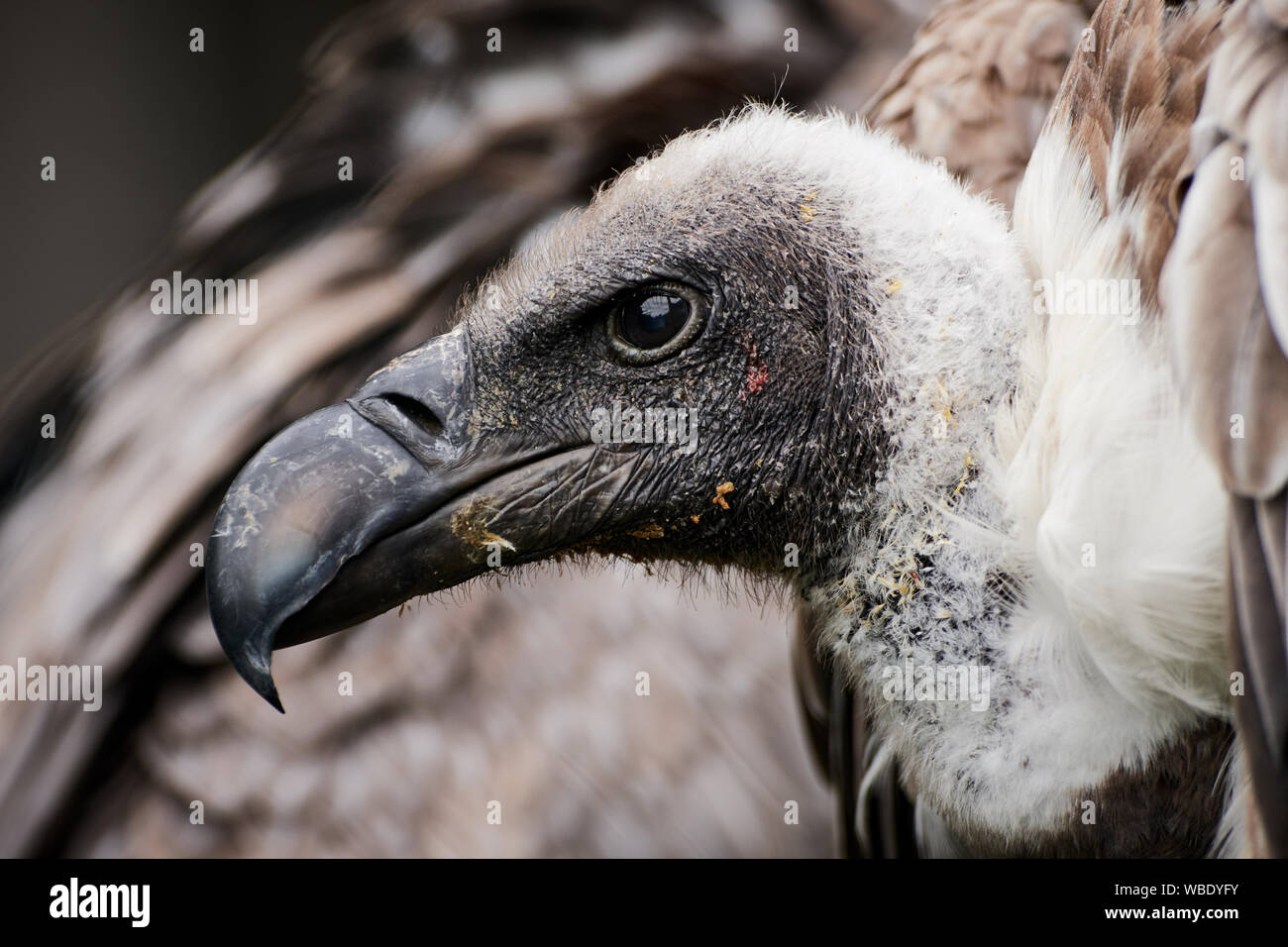 Vulture side face hi-res stock photography and images - Alamy