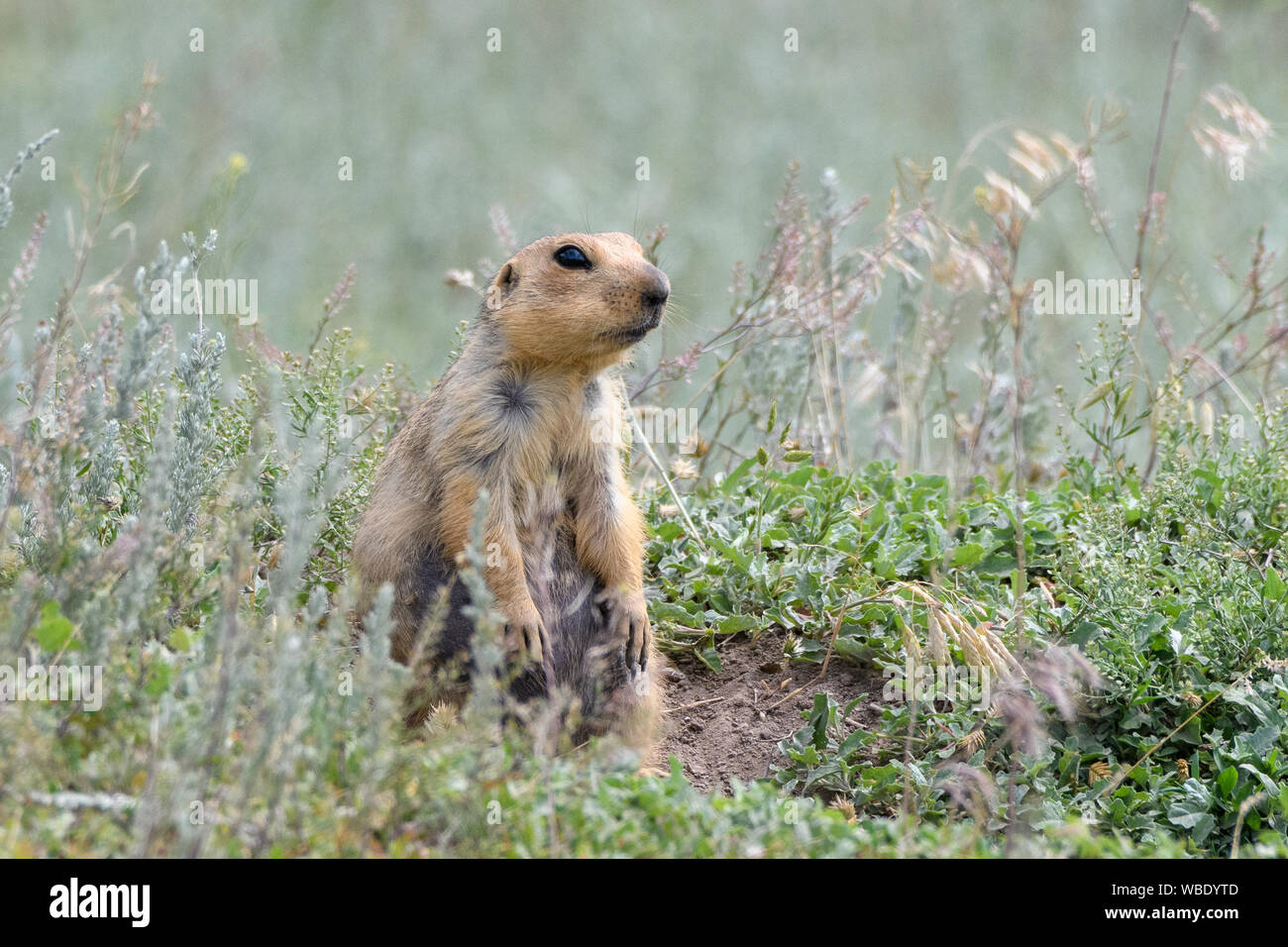 A young fluffy gopher stands wary in the midst of wormwood bushes Stock ...
