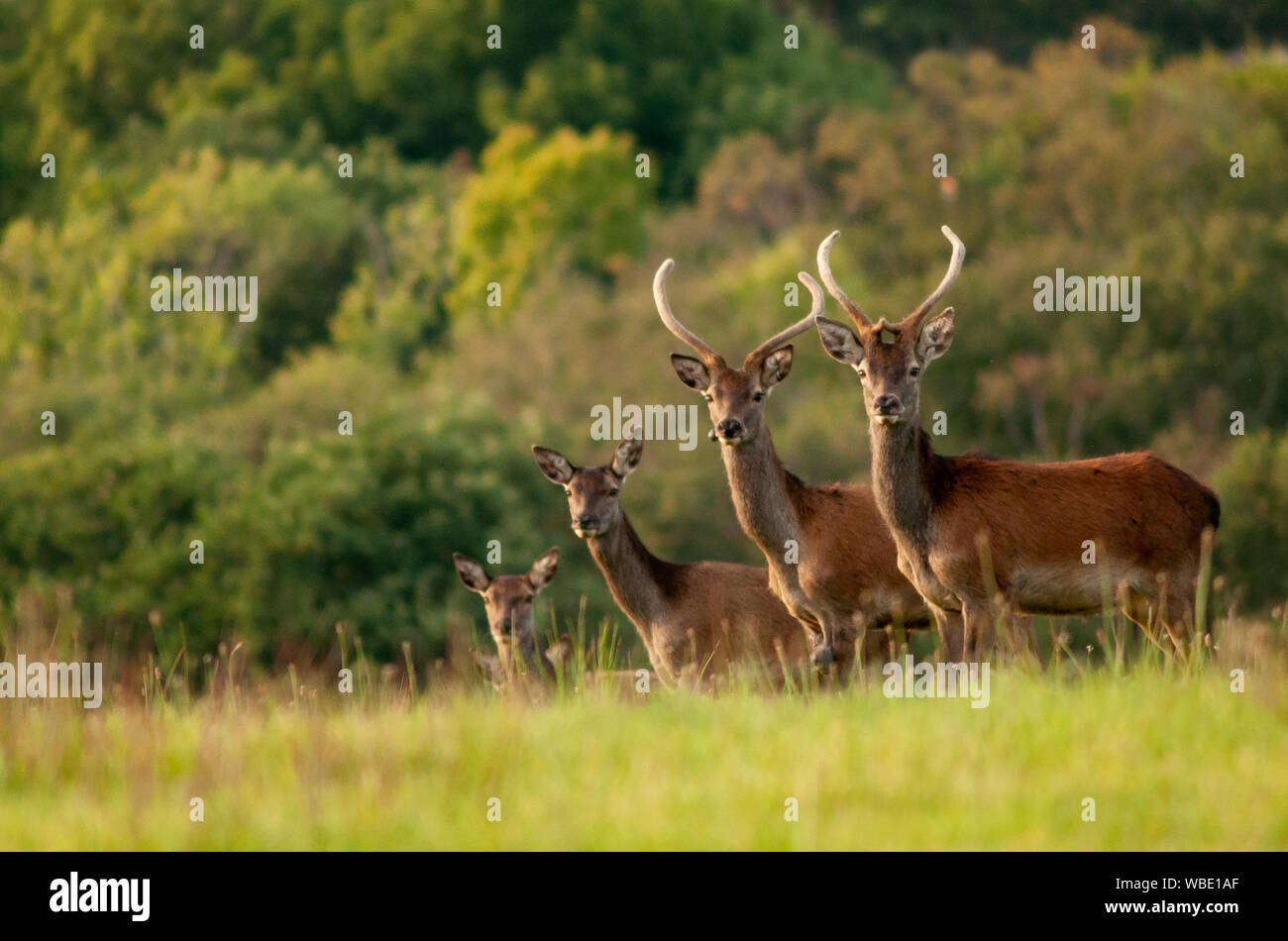 Killarney national park wildlife hi-res stock photography and images ...