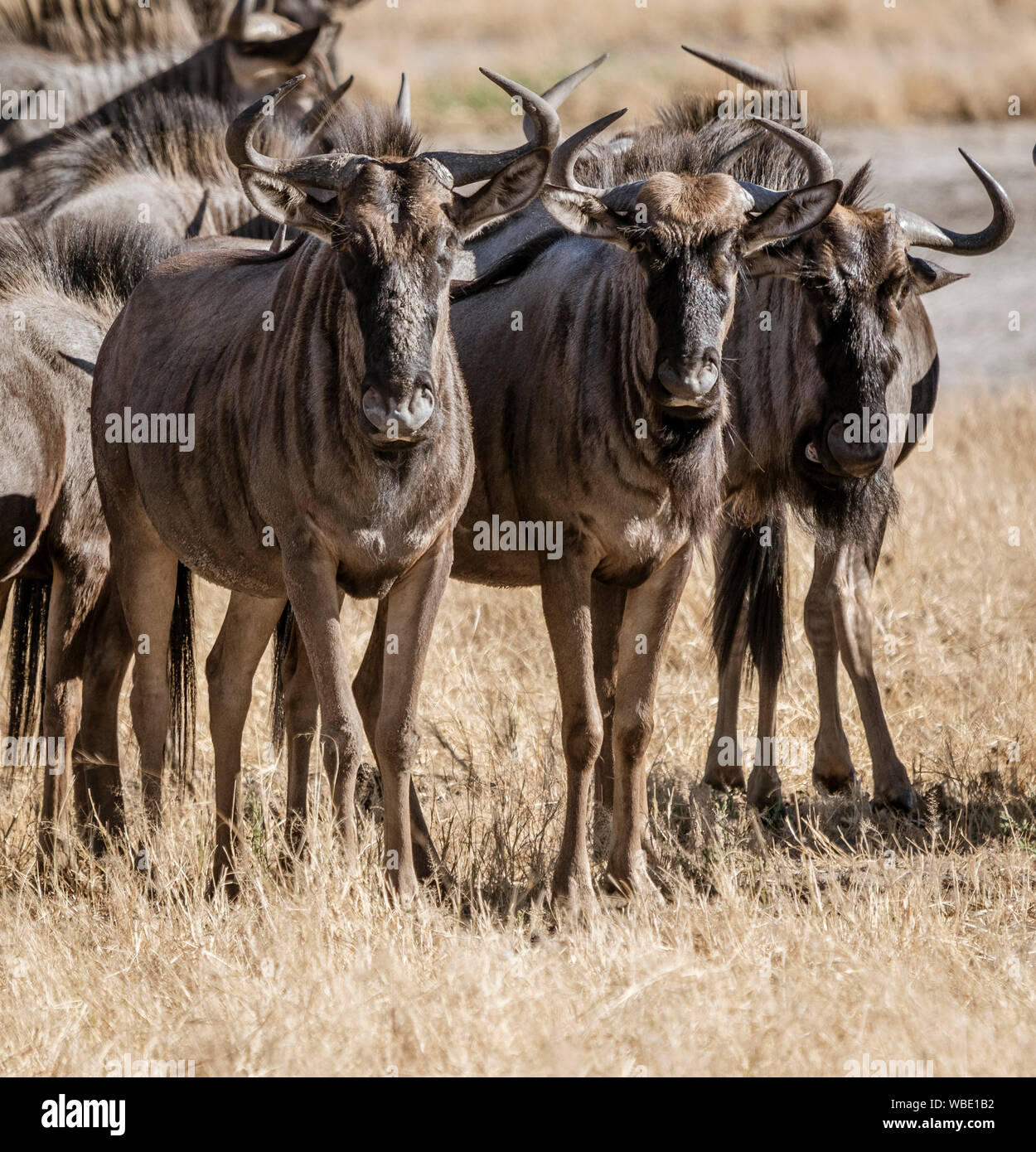 A herd of cape buffalo look at the photographer in Botswana Stock Photo ...