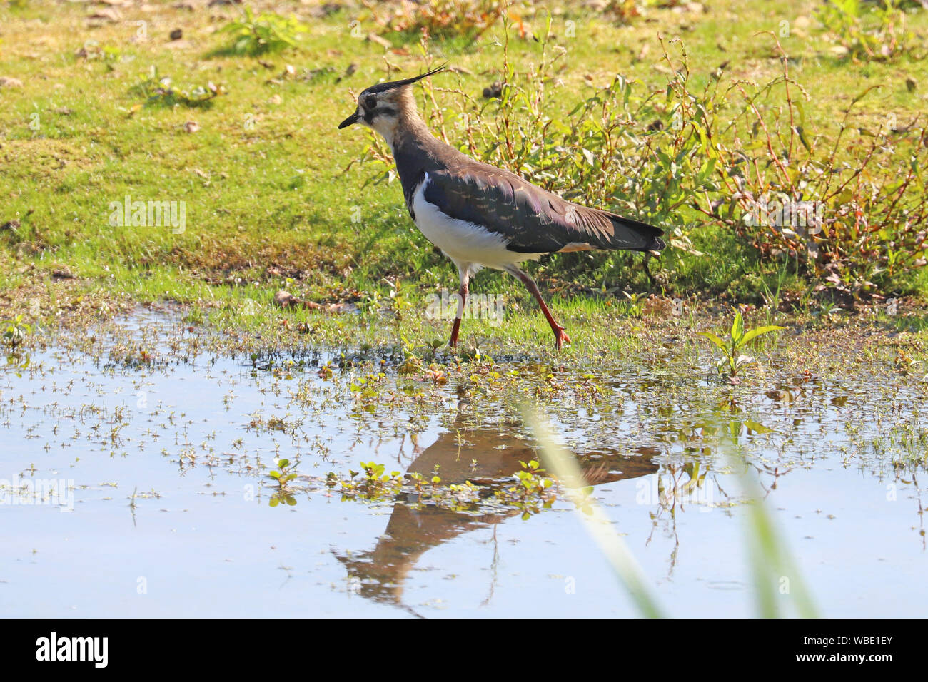 Lapwing or peewit at the waters edge showing a reflection in the water ...