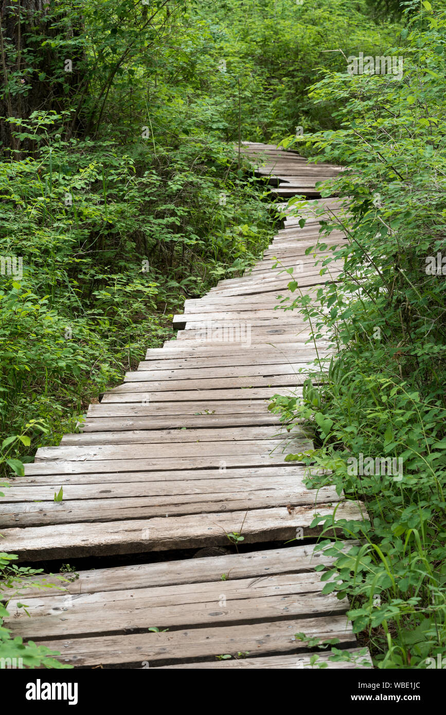 Wooden elevated boardwalk hi-res stock photography and images - Alamy