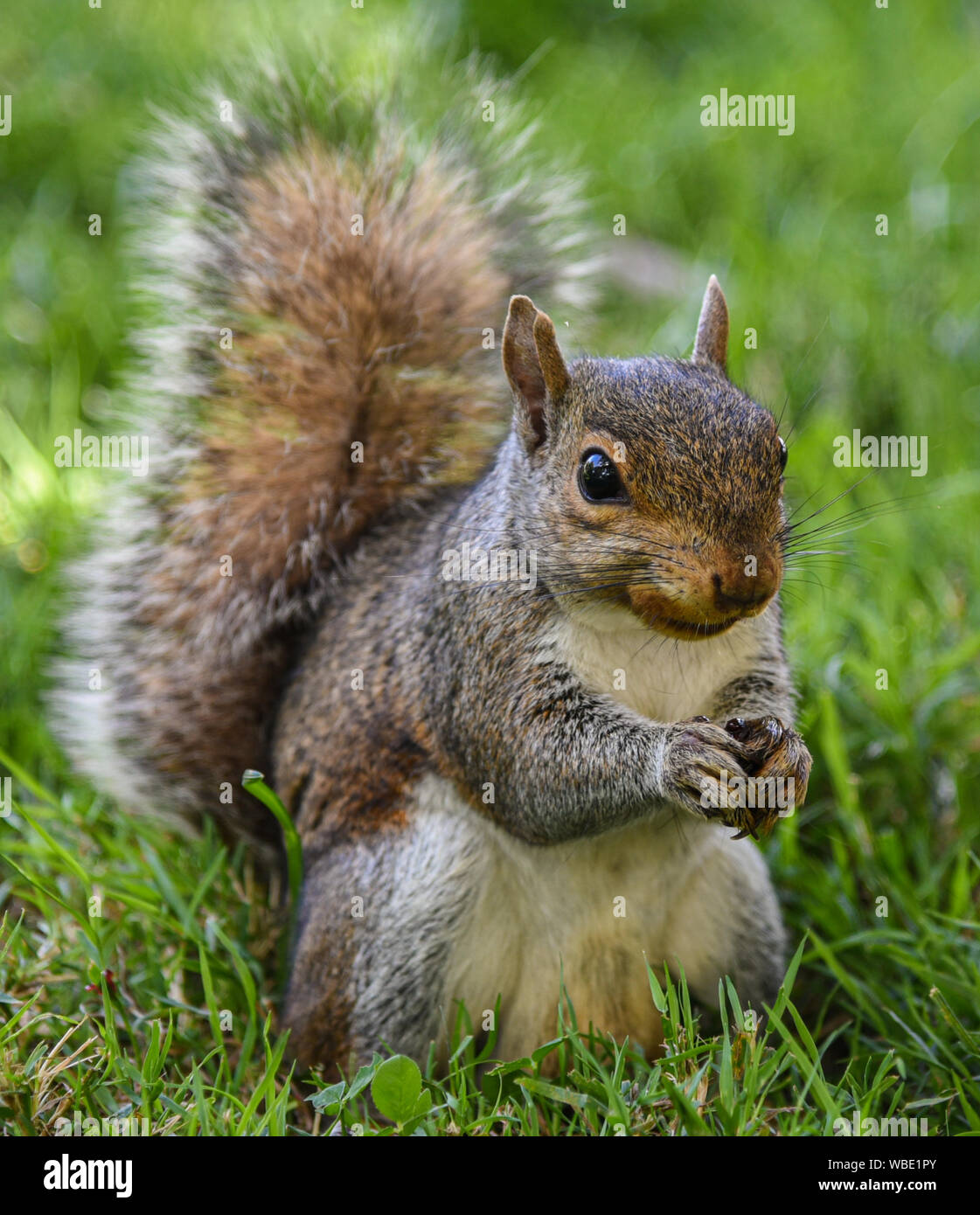 Squirrel standing in grass hi-res stock photography and images - Alamy