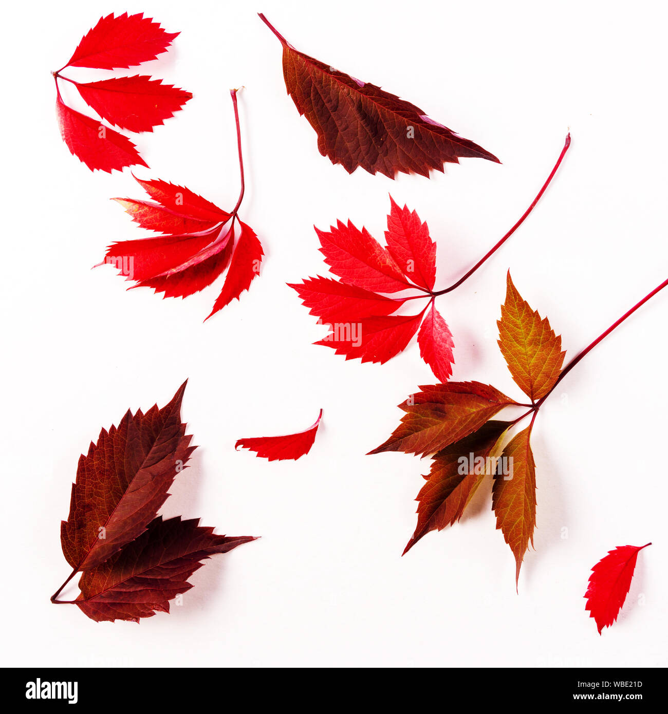 Autumn concept. Red autumn pattern with leaves isolated on white ...