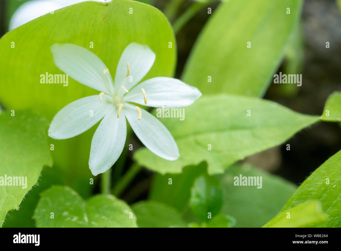 Queens cup flower hi-res stock photography and images - Alamy