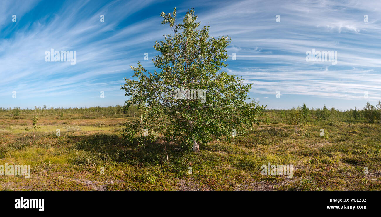 Single tree and blue sky Stock Photo - Alamy