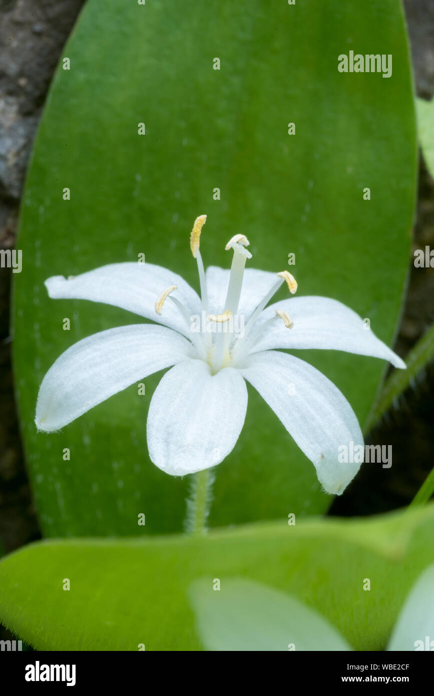 Queens cup flower hi-res stock photography and images - Alamy