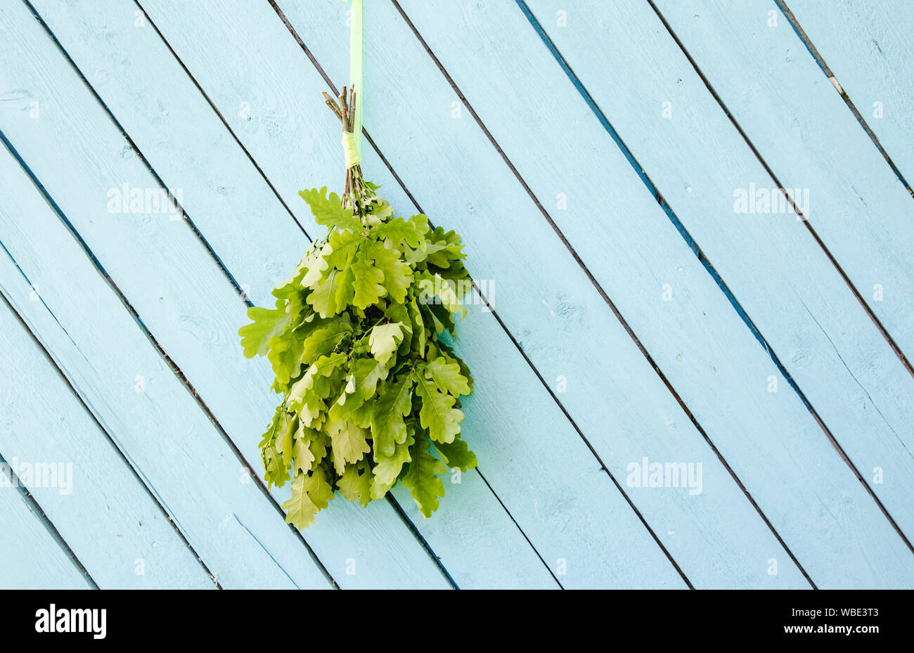 Oak tree sauna whisk broom ( also known as vasta, vihta or venik ...