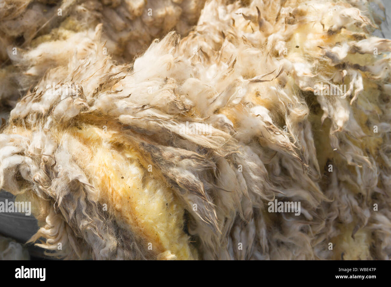 raw wool fleece just sheared before being spun Stock Photo - Alamy