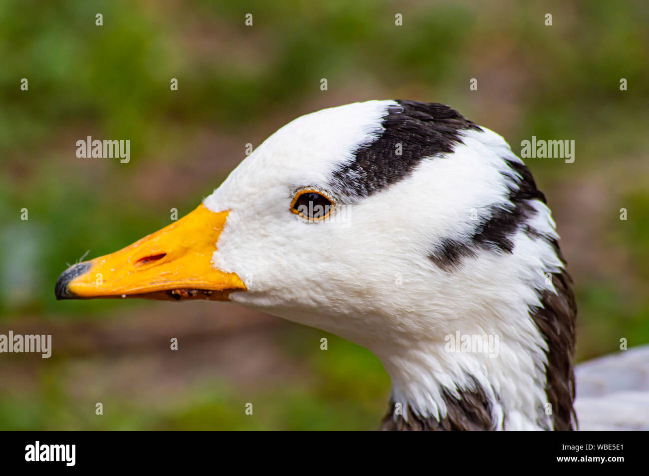 Goose bird head looking into the lens. Extremely close-up. Animal world ...