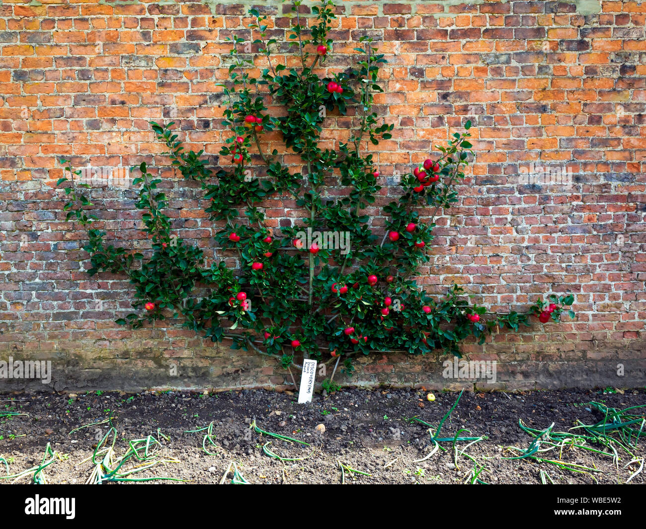Rose espalier hi-res stock photography and images - Alamy